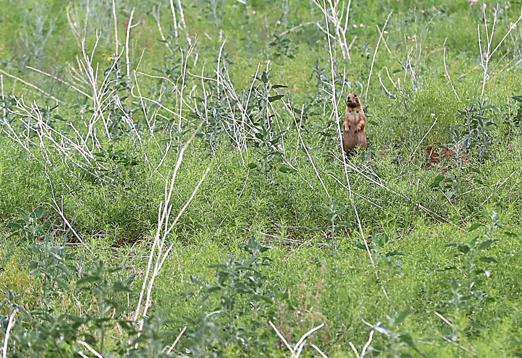 Digging deeper: Gunnison’s prairie dog a keystone species in northern ...