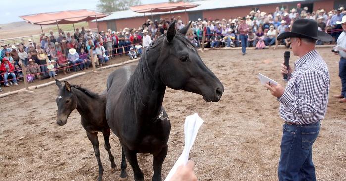 Colts attract a crowd | Local News | azdailysun.com