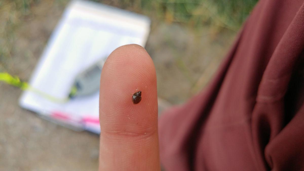 MNA column: Springsnails and the important role they play | Science and ...