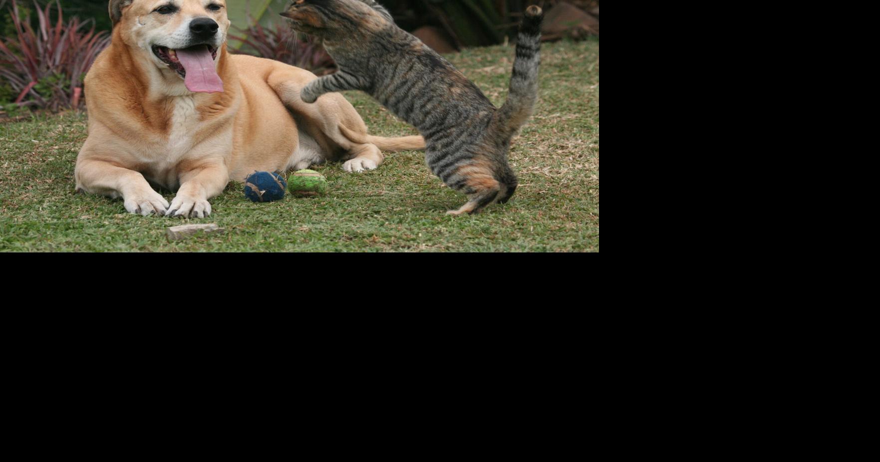 Animal Welfare: Domesticated rats are a solid pet option | Local News ...