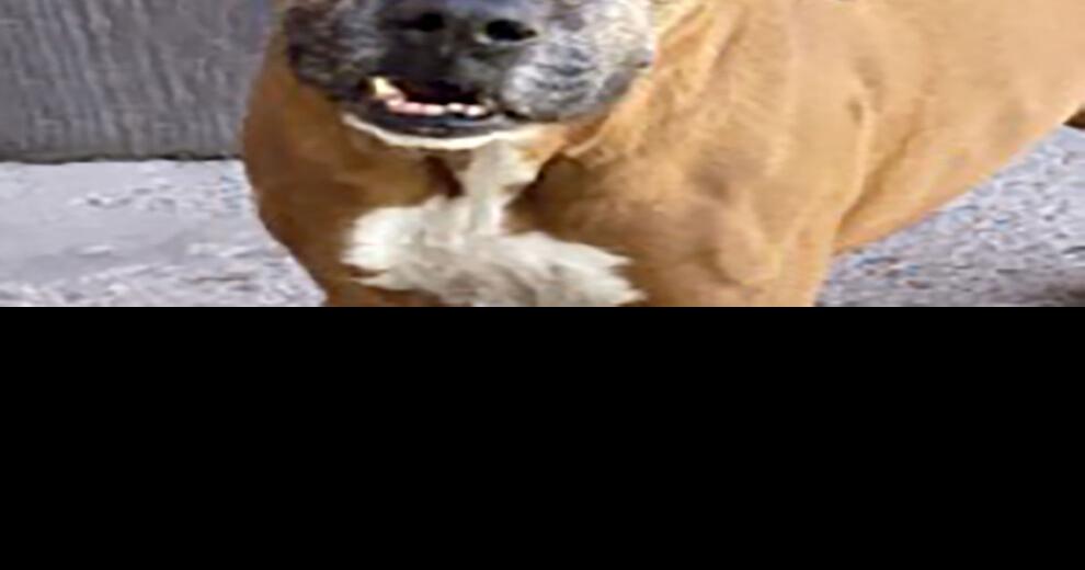 CHA Pet of the Week: Narnia | Pets | azdailysun.com