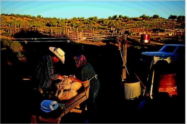 NAVAJO SHEEP HERDING AT RISK FROM CLIMATE CHANGE | | azdailysun.com