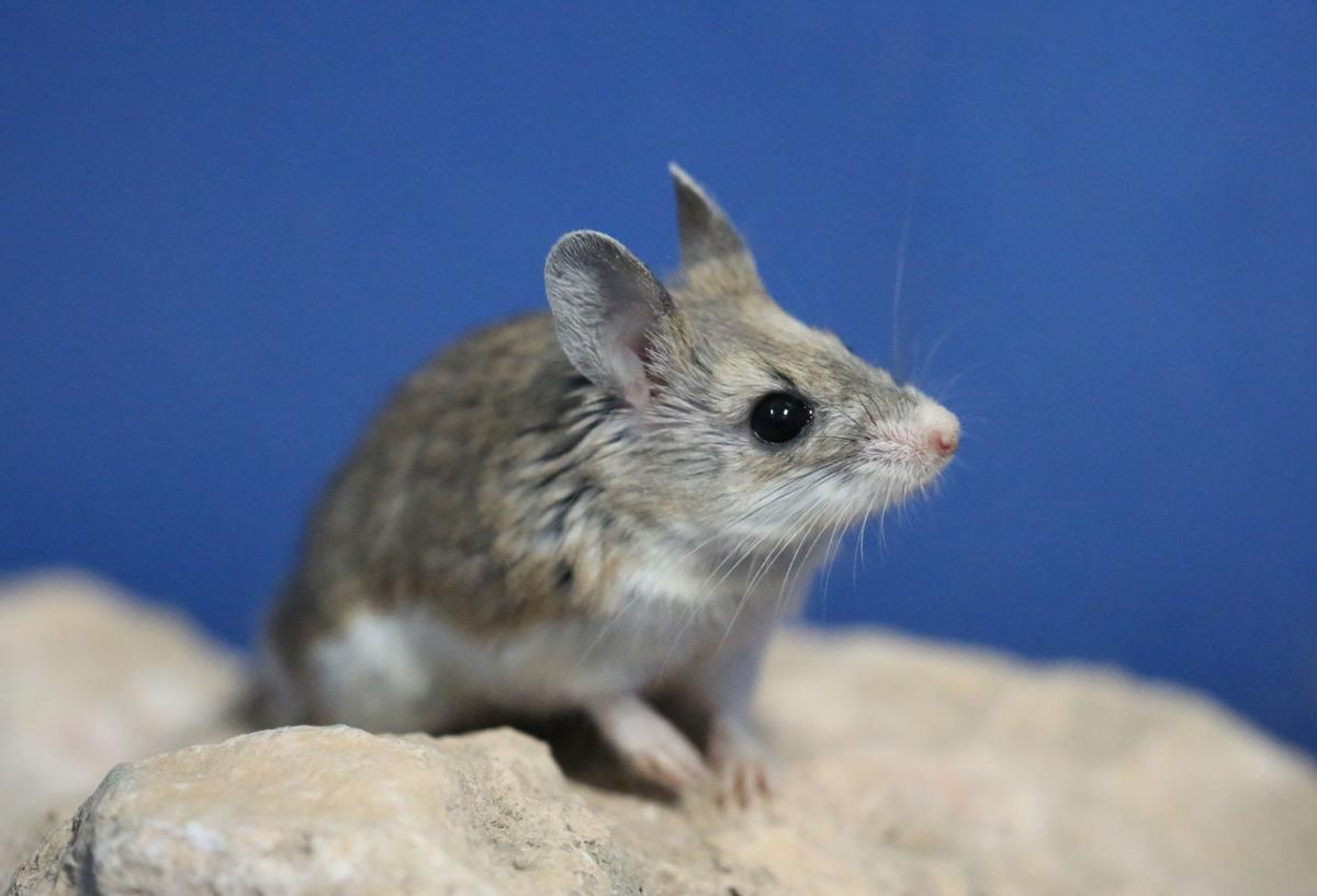 Calls of predator mice mimic human voices | Local | azdailysun.com