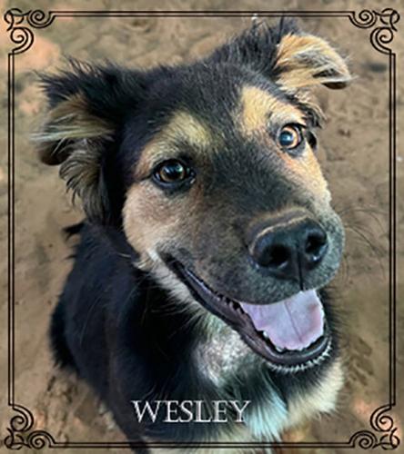 CHA Pet of the Week: Wesley | Local News | azdailysun.com