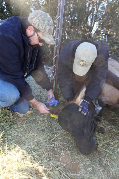 Northern Arizona elk getting the collar | Local | azdailysun.com