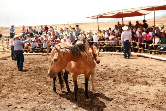 Hashknife sale a Babbitt Ranches tradition