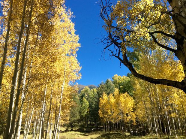 Golden foliage of Flagstaff fall | | azdailysun.com