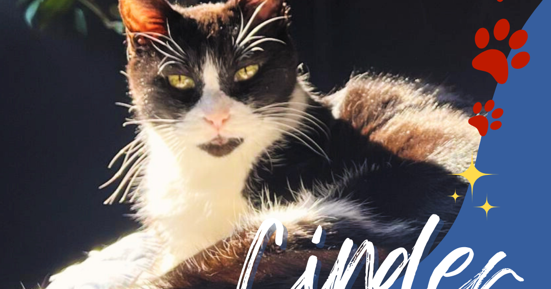 HCH Pet of the Week: Cinder | Local News | azdailysun.com