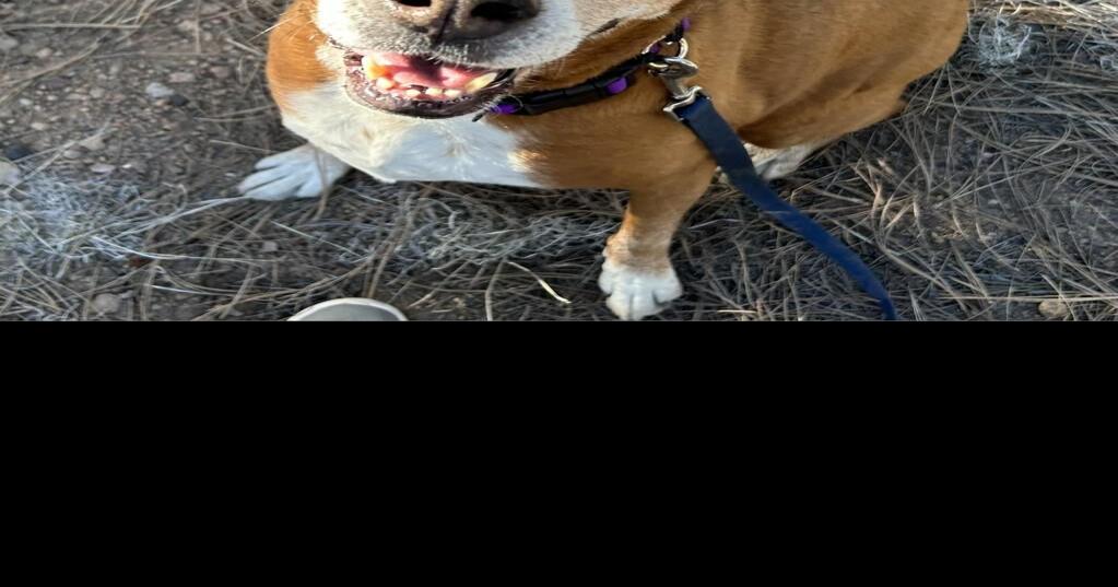 HCH Pet of the Week: Tippy