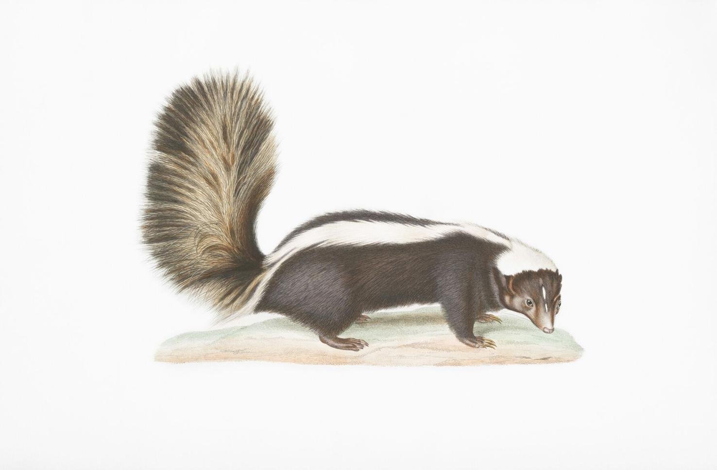 Letter from Home: Mephitis mephitis and the lessons of liberation ...