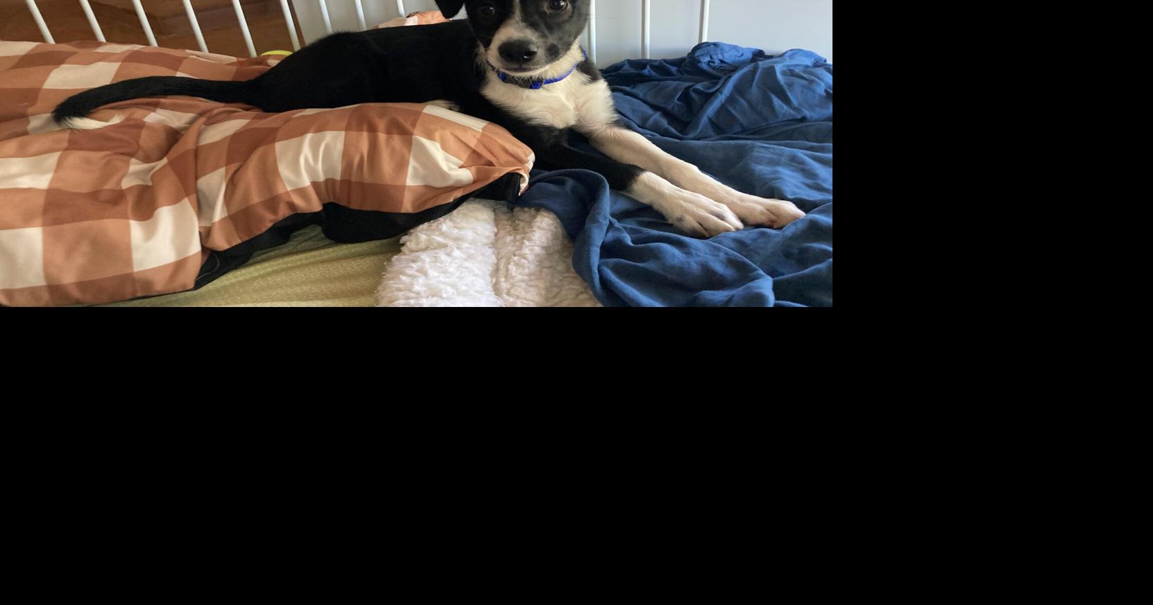 HCH Pet of the Week: Prince | Local News | azdailysun.com