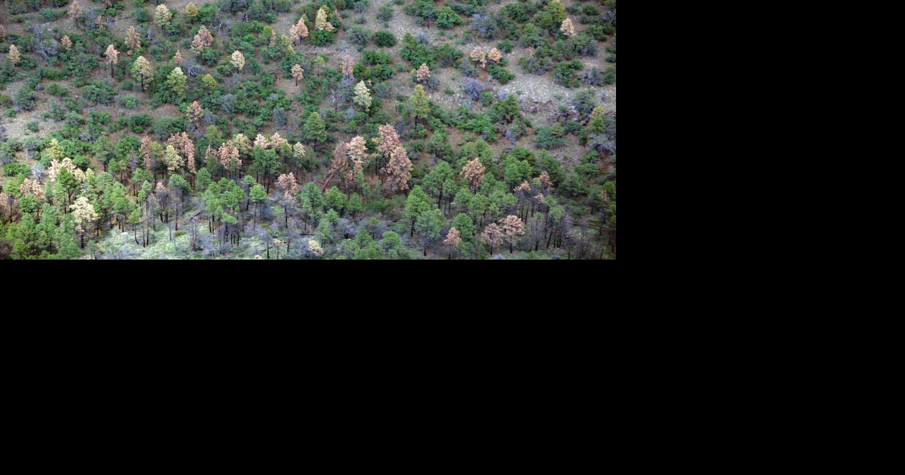 Federal report shows bark beetles, disease kills trees across Southwest ...