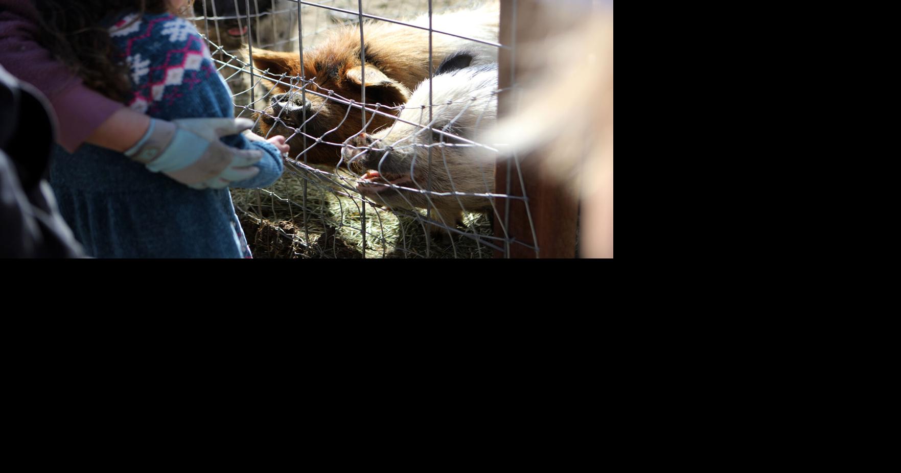 High Desert Homestead Farm Tours | | azdailysun.com