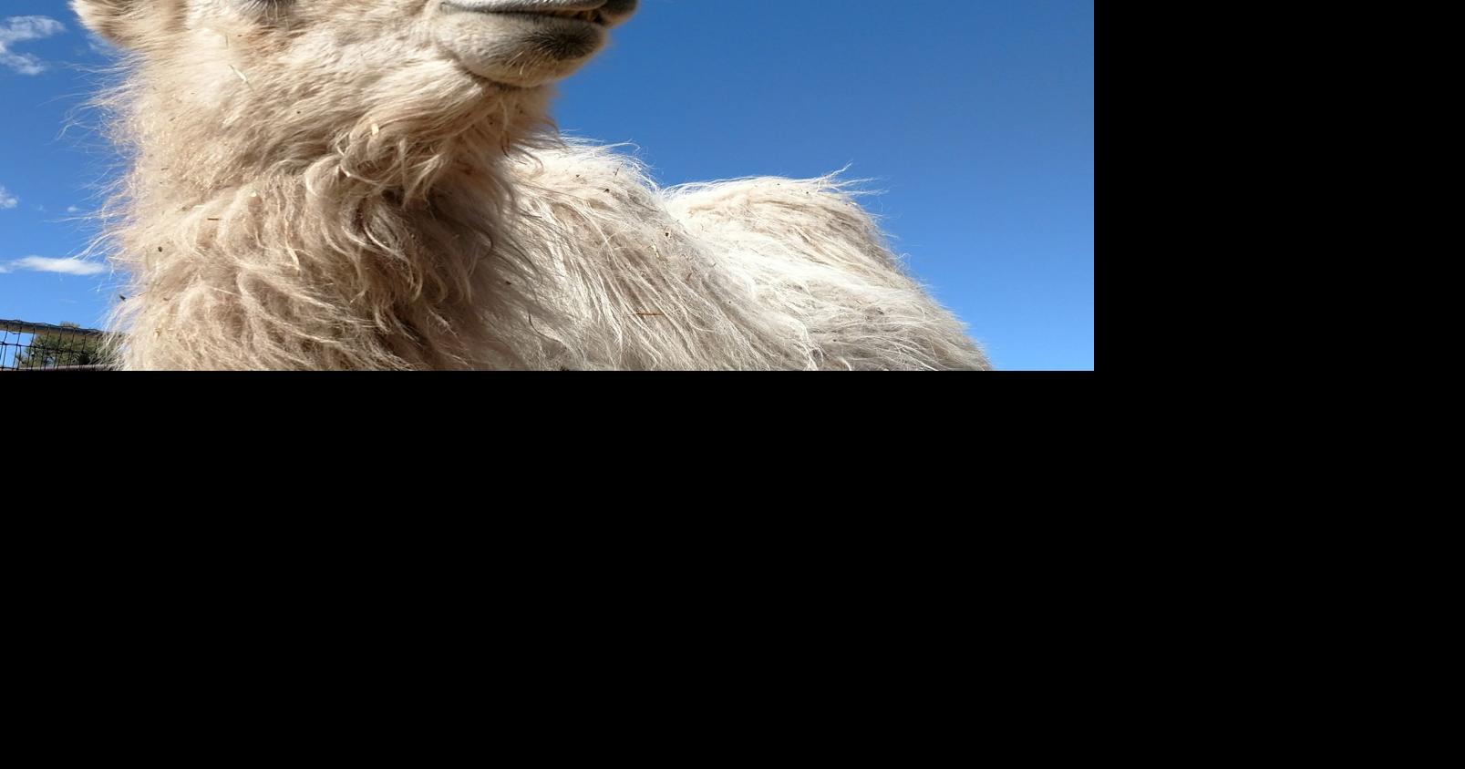 Flagstaff Trailheads: Arizona Trail Day - Camels, walks and more ...