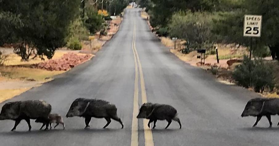 Sedona golf course goes viral after javelinas damage green | Local News ...