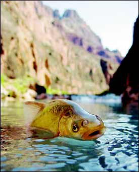Lawsuit seeks recovery of Grand Canyon fish | | azdailysun.com