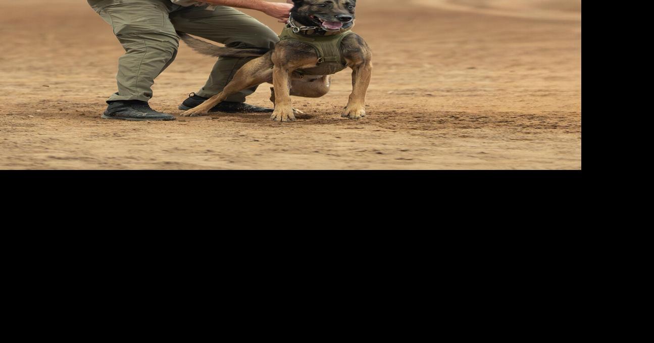 Coconino County Sheriff’s canine team takes overall honors at regional ...