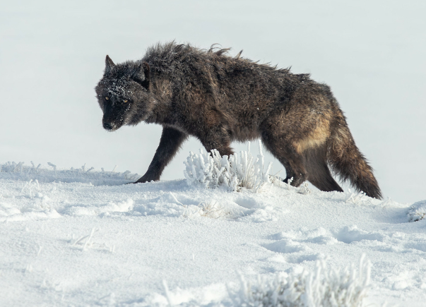 Wolf-torture case a ‘trigger’ for Endangered Species Act lawsuit ...