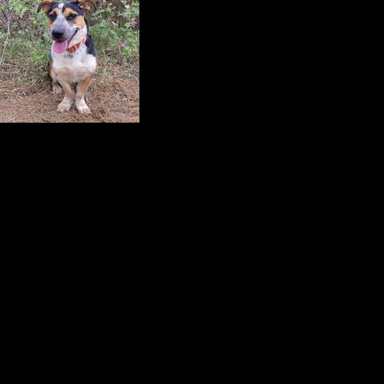 Pet of the Week: Duke | Pets | azdailysun.com