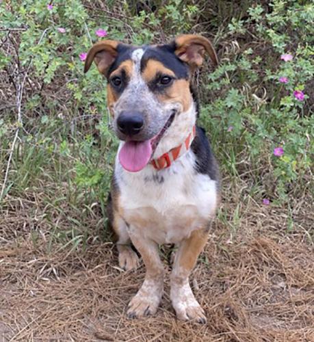 Pet of the Week: Duke | Pets | azdailysun.com