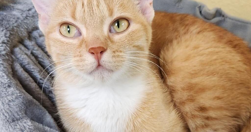 Pet of the Week: Violet | Pets | azdailysun.com