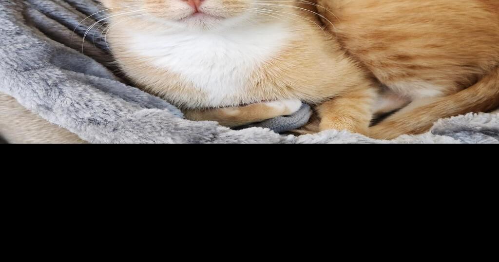 Pet of the Week: Violet | Pets | azdailysun.com