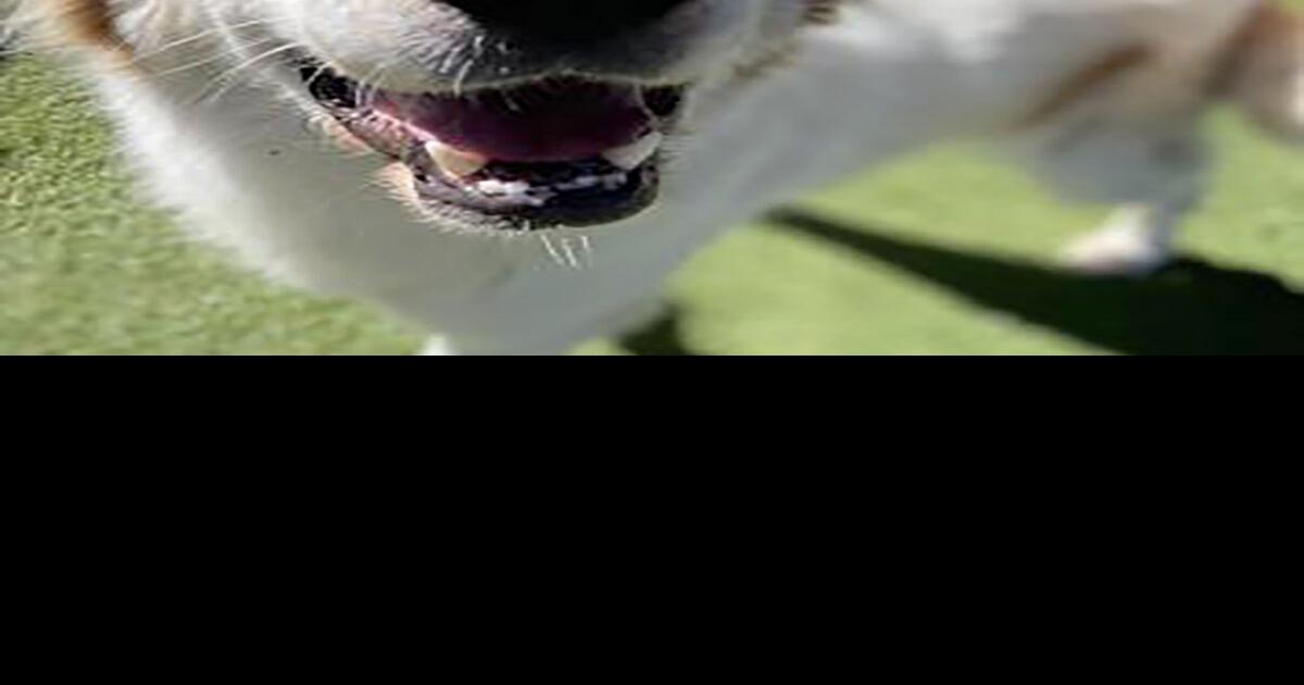 Pet of the Week: Murphy