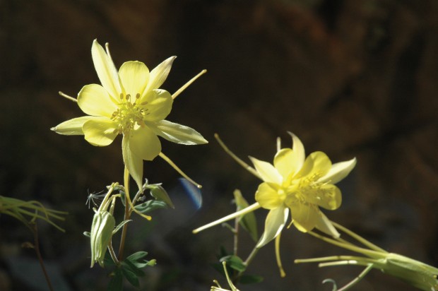 Northern Arizona Wildflowers | Lifestyles | azdailysun.com