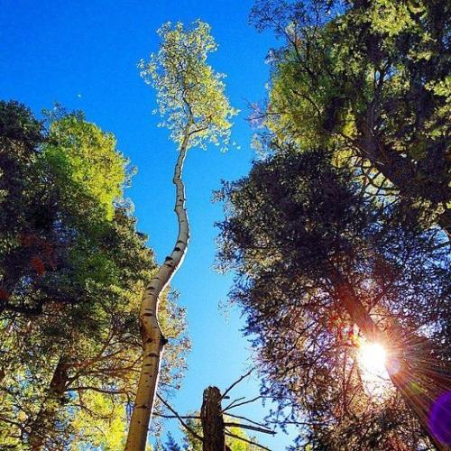 Golden foliage of Flagstaff fall | | azdailysun.com
