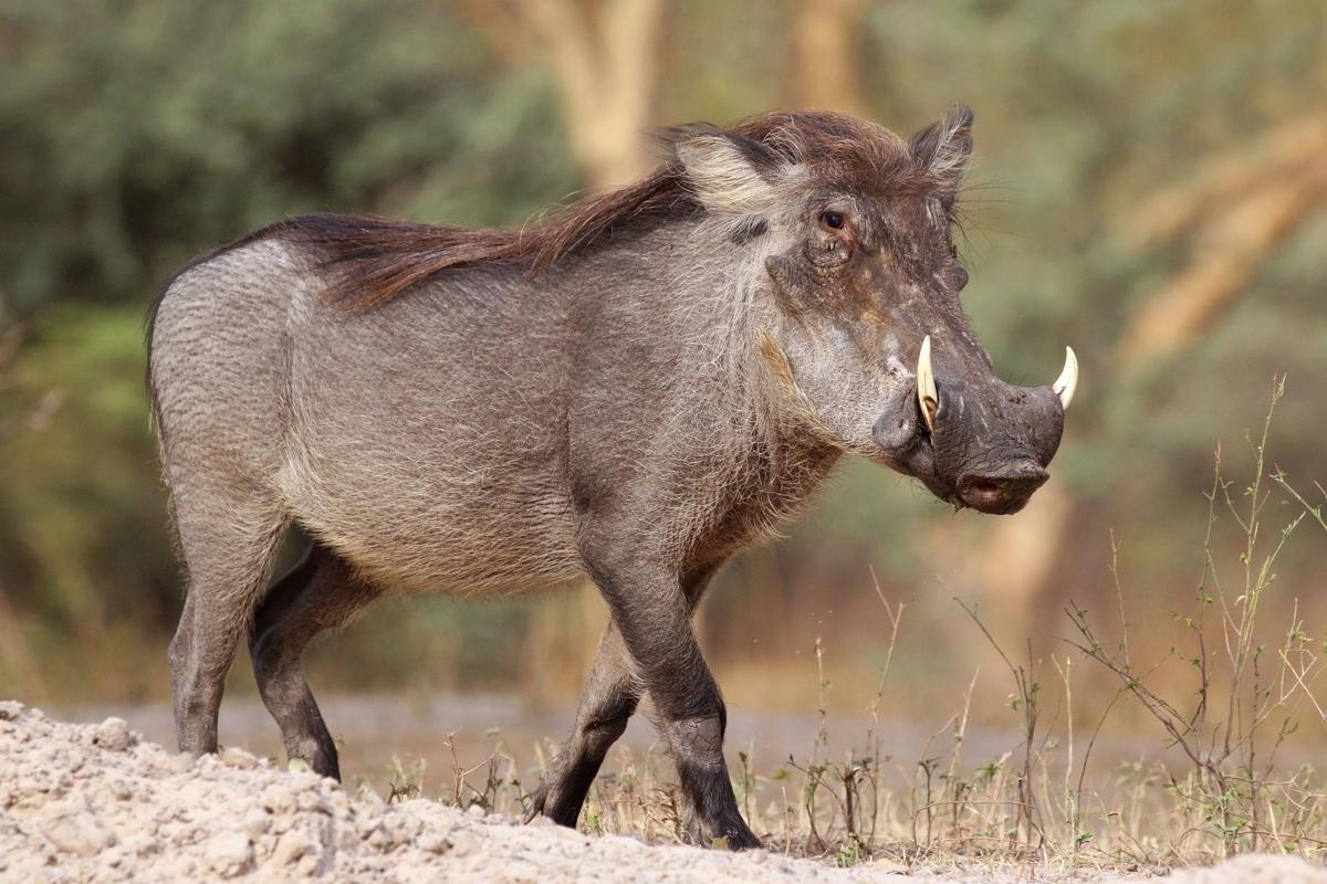 London Zoo: The unexpected beauty of warthogs