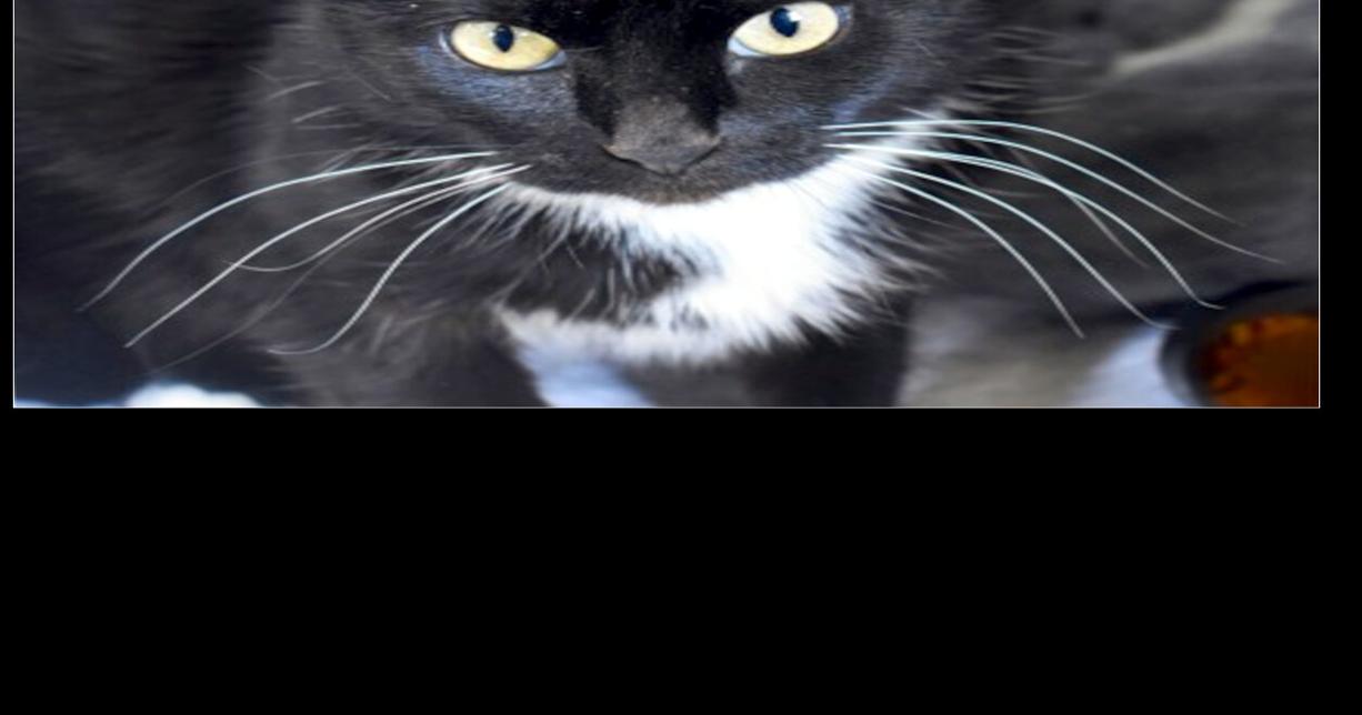 CHA Pet of the Week: Hera | Local News | azdailysun.com