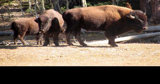 Park Service plan calls for culling, killing of North Rim bison