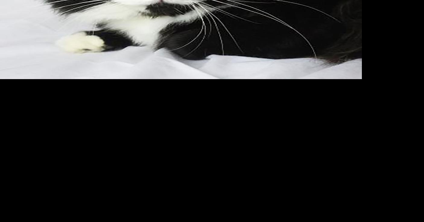 Pet of the Week: Snickers | Local News | azdailysun.com