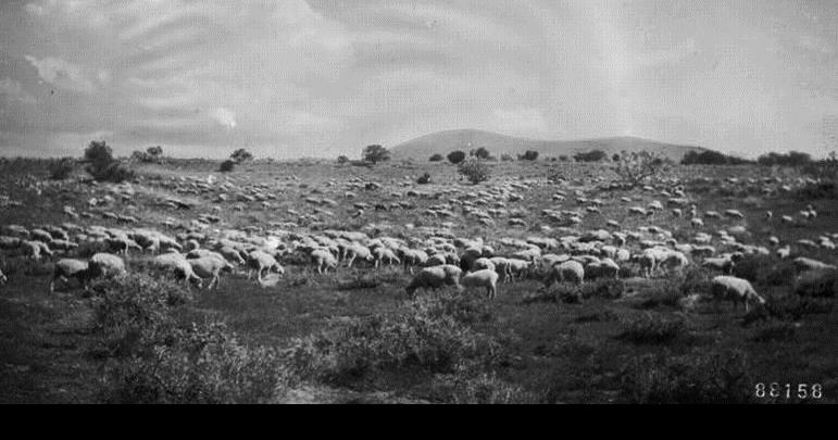 Ask a Ranger: Grazing sheep shaped landscape | Local News | azdailysun.com