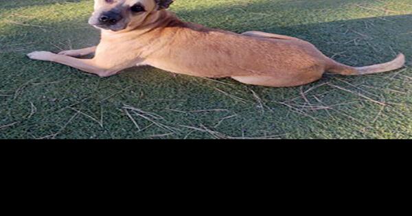 Pet of the Week: Tango | Pets | azdailysun.com