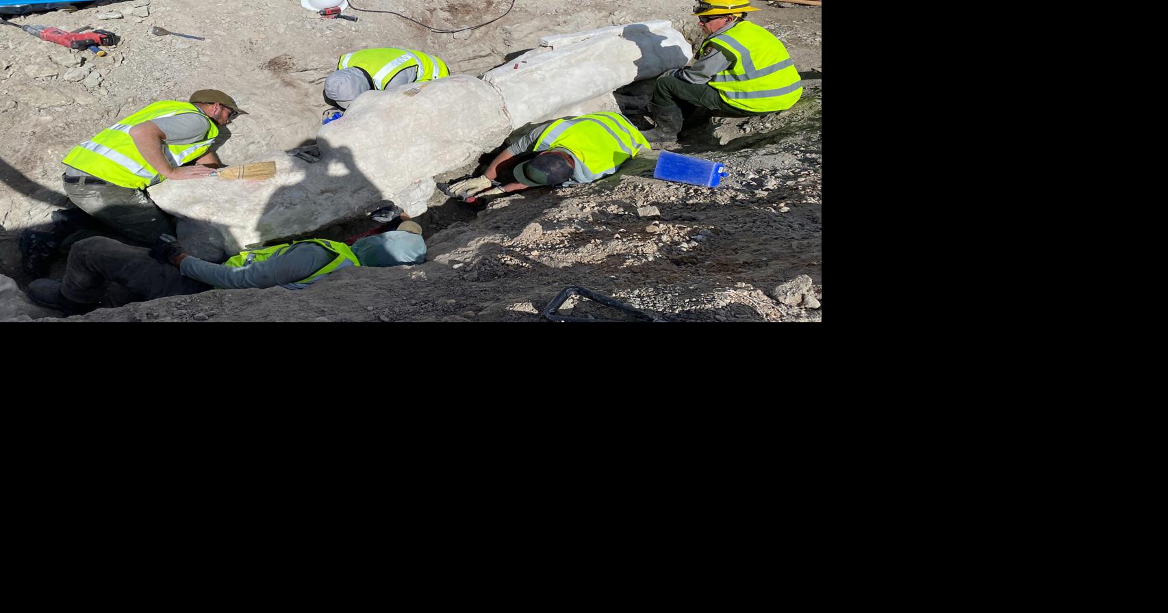 First new fossils in more than 100 years discovered at Colorado’s ...