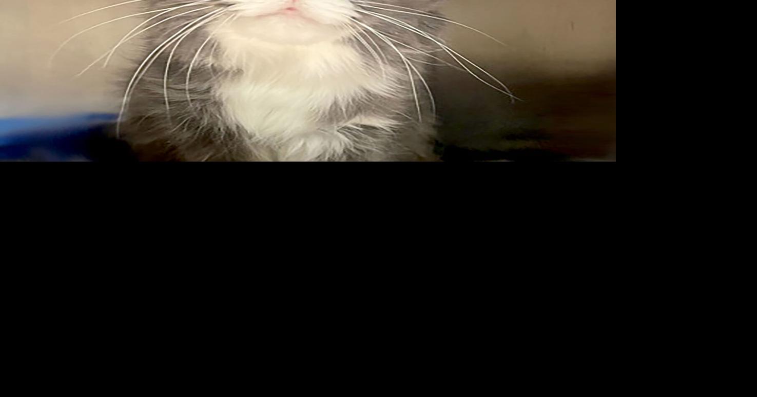 CHA Pet of the Week: May | Pets | azdailysun.com