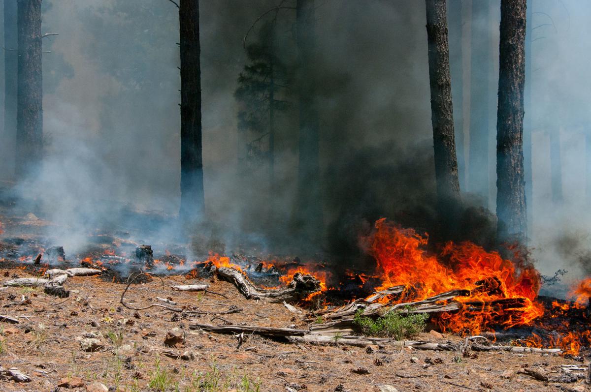 Maroon Fire northeast of Flagstaff allowed to burn | Local | azdailysun.com