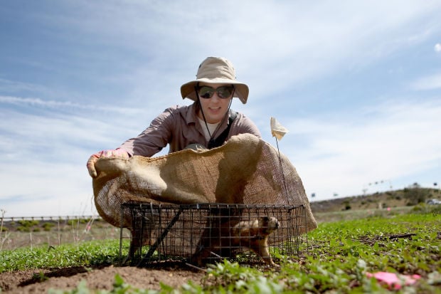 Moving day for prairie dogs