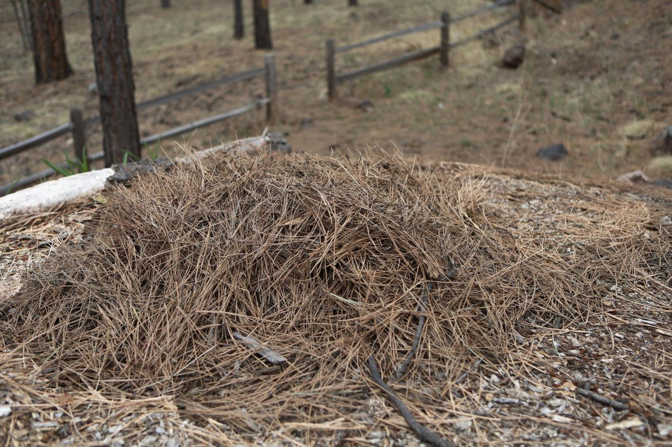 Pine needle composting, or, how I learned to love pine needles