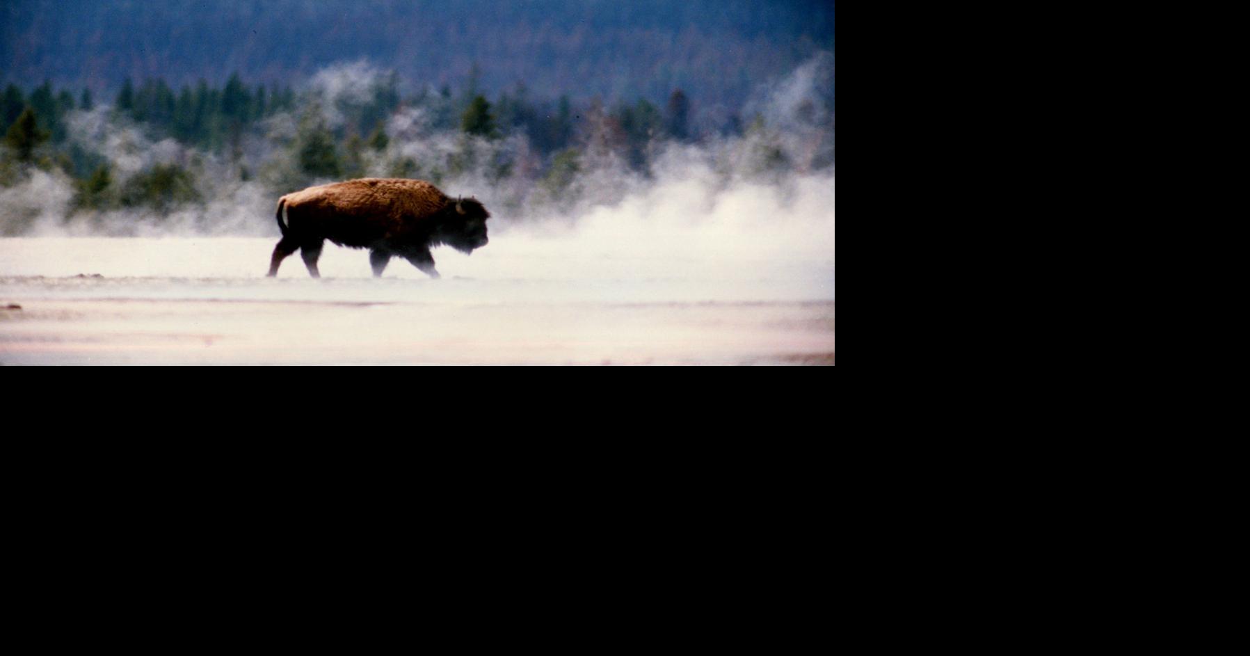 Nearly 150 years later, the buffalo slaughter hangs over American ...