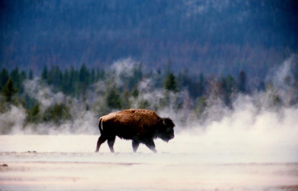 Nearly 150 years later, the buffalo slaughter hangs over American ...