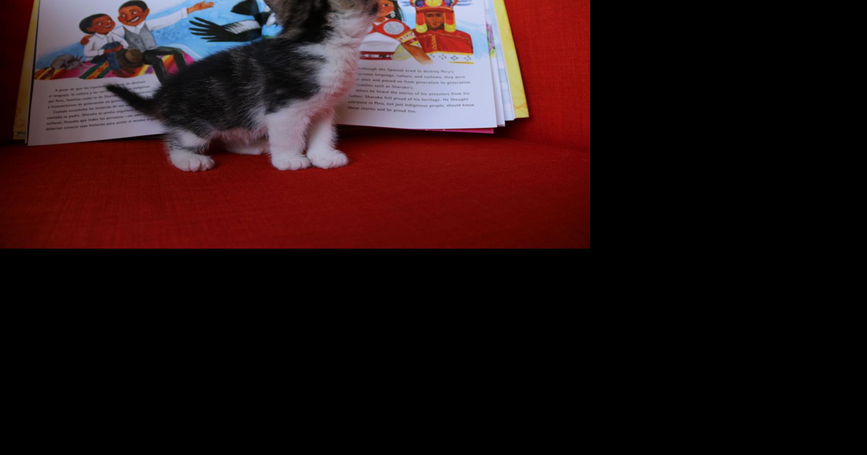 Monica Brown's 'Sharuko: Peruvian Archaeologist Julio C. Tello' a ...