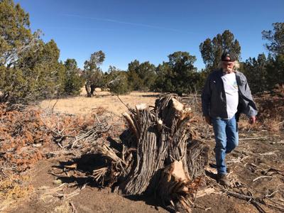 juniper tree breaks