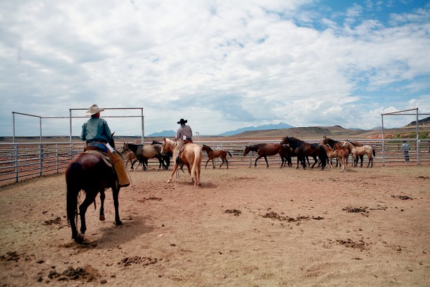 Hashknife sale a Babbitt Ranches tradition | | azdailysun.com