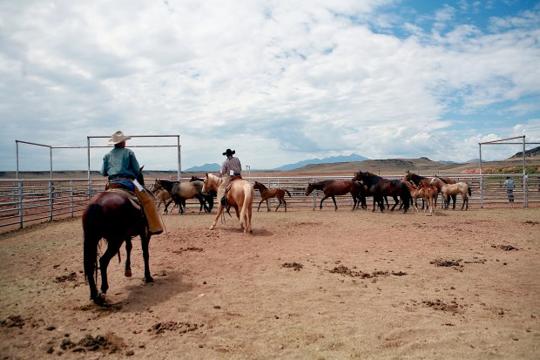 Hashknife sale a Babbitt Ranches tradition