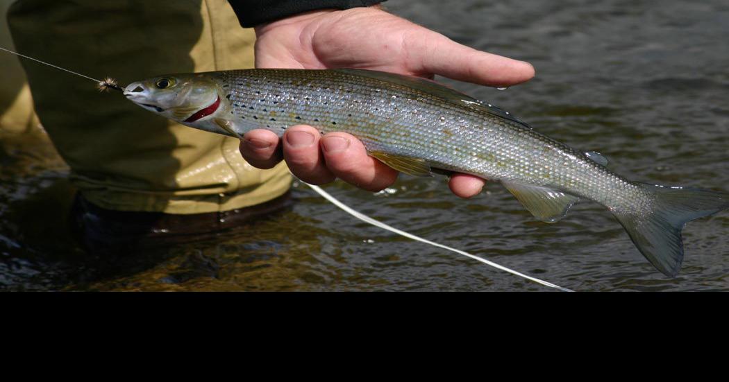 London Zoo: Fish with antifreeze in their blood | Columnists ...