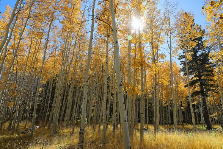 Gallery: Work continues on roads to Lockett Meadow as aspens hit peak ...