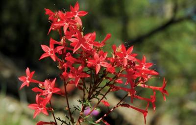 Northern Arizona Wildflowers