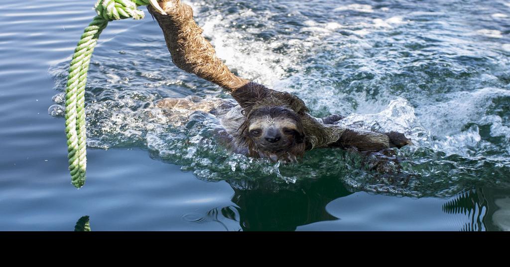 London Zoo: Surprising swimmers include sloths, snakes | Columnists ...